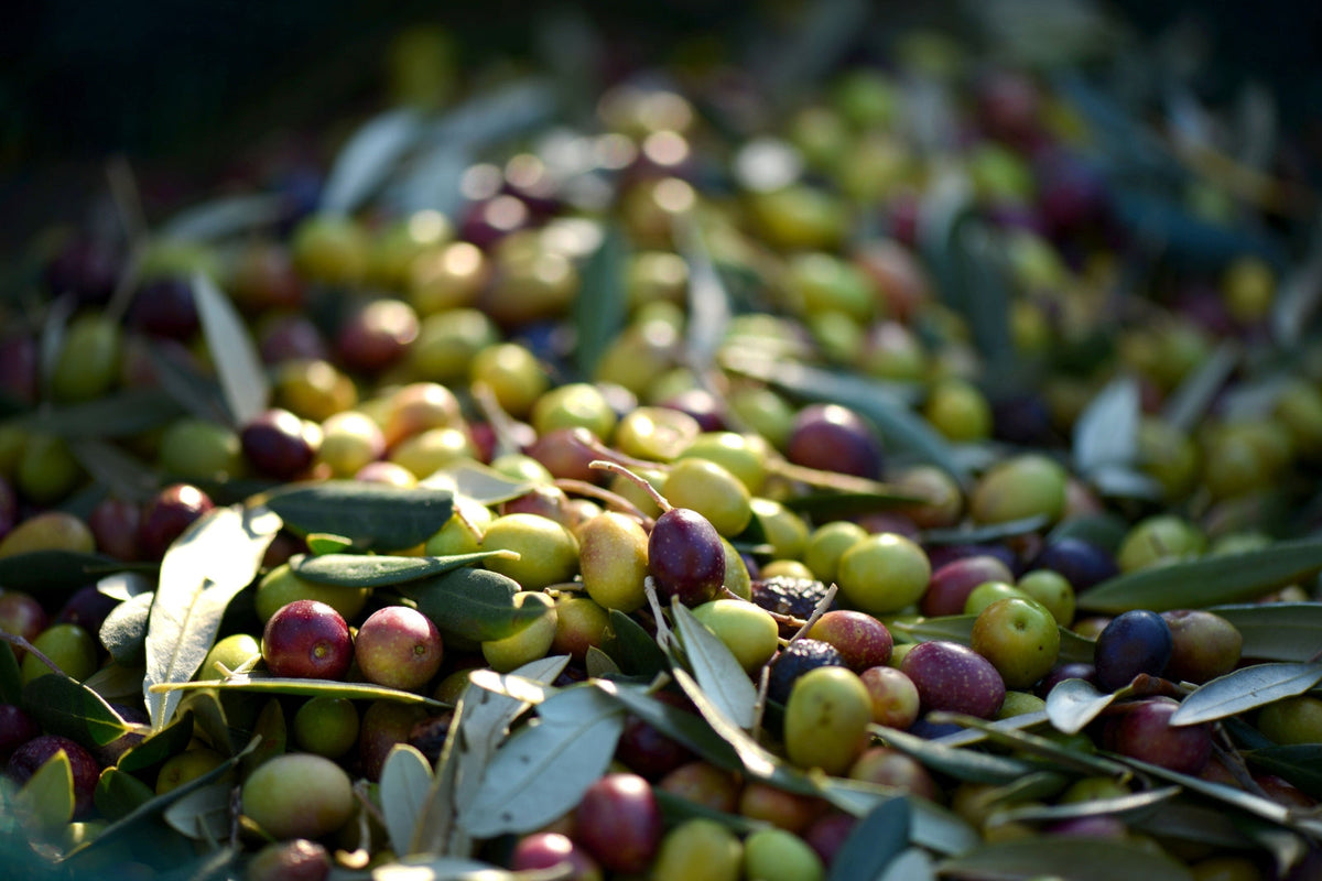 Why Do Some Olive Oils Have a Strong Peppery Taste or Make Us Cough ...